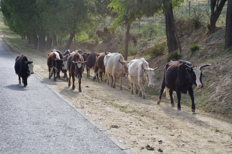 Cattle crossing the road stock image. Image of drive - 65422167