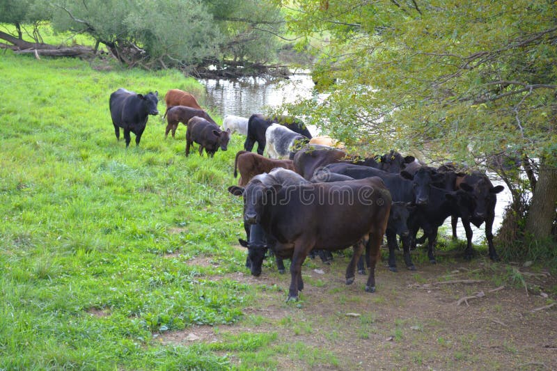 Cattle at the Crossing Stream Stock Photo - Image of grass, outside ...