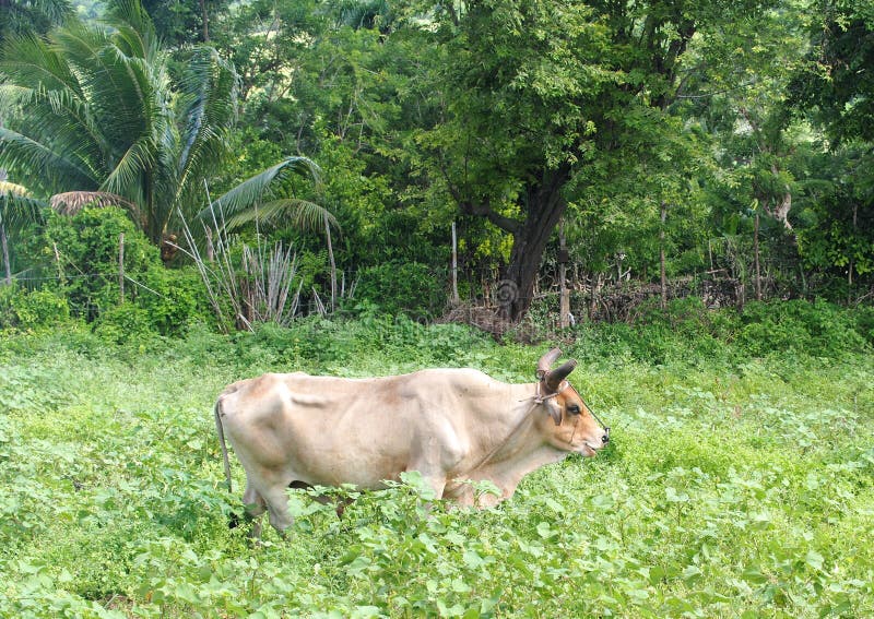 Cattle of Cuba stock image. Image of animal, agriculture - 62903965