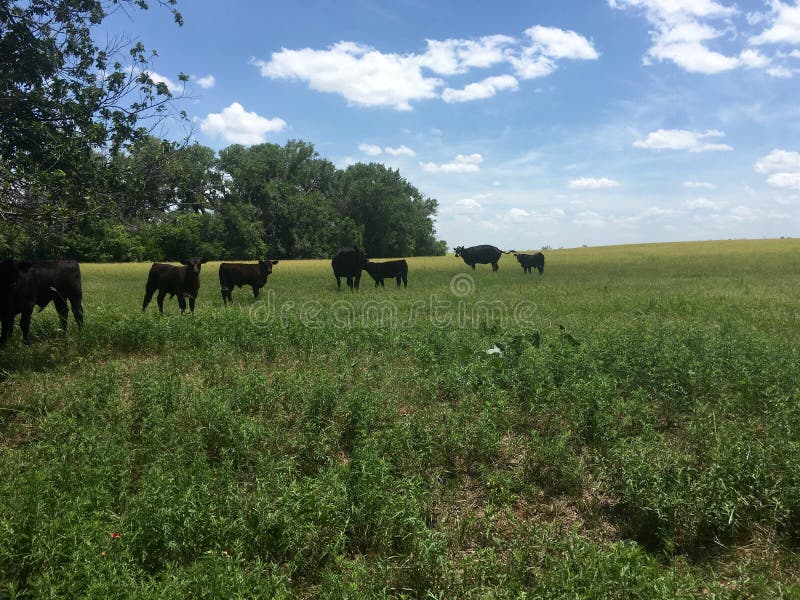 Cattle of the day stock photo. Image of cattle, oklahoma - 74339284