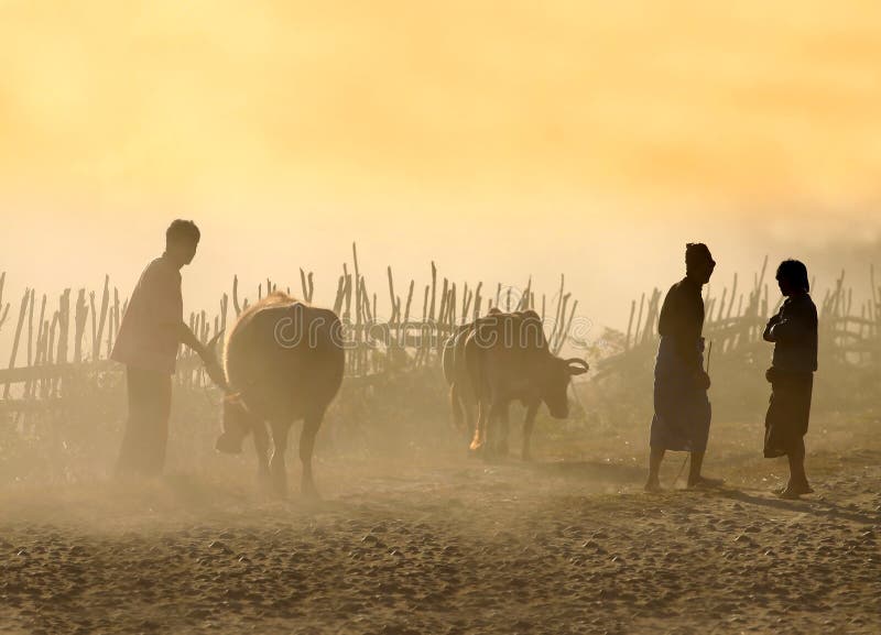 Cattle dealers. editorial image. Image of reflection - 38298170