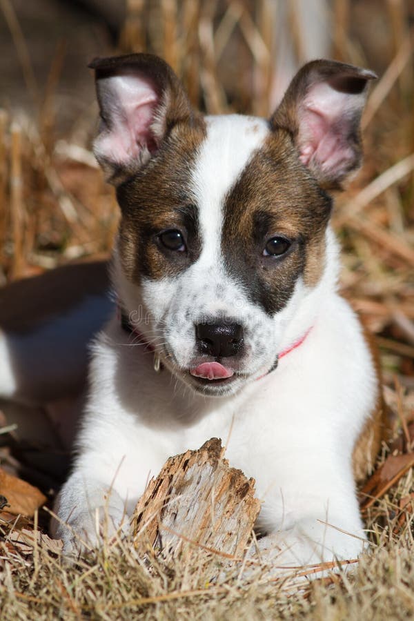 Cattle Dog / Boxer Hybrid Puppy Stock Image - Image of cattle, breed ...