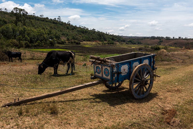 Cattle Drawn Carriage in Front of Rice Fields in Madagascar Editorial ...