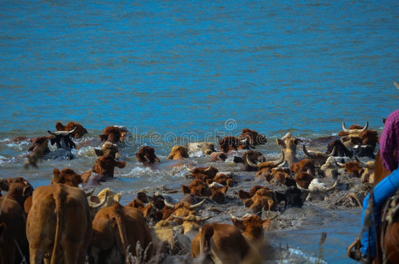Cattle Drive Heading into the River Stock Image - Image of cattle ...