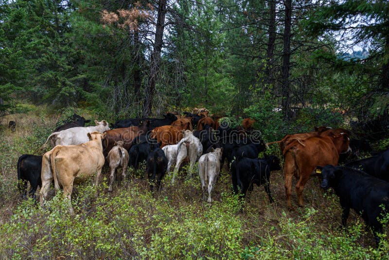 Cattle Drive from the Perspective of Wrangler, Forest of Bushes and ...