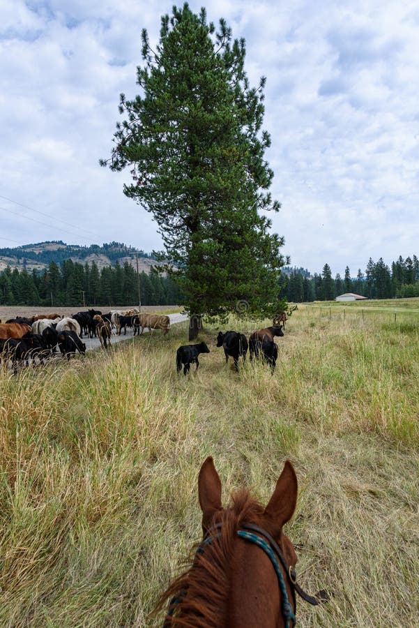 Cattle Drive from the Perspective of Wrangler, Grassland, Tree, Sky ...