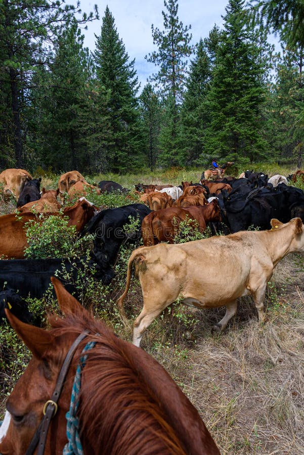 Cattle Drive from the Perspective of Wrangler, Grassland, Trees, Sky ...