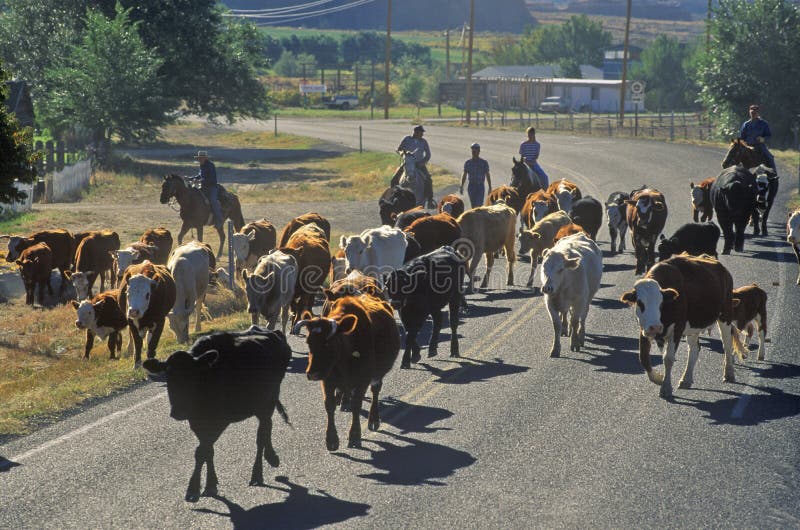 Cattle Drive on Route 12, Escalante, UT Editorial Stock Photo - Image ...