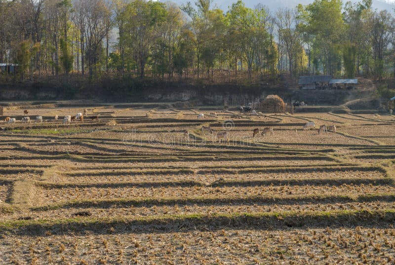 Cattle at Dry Rice Paddies, Pai Stock Image - Image of harvest, farming ...