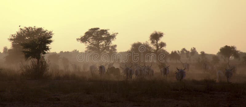 Cattle in dust at sunset stock photo. Image of ranch - 178533222