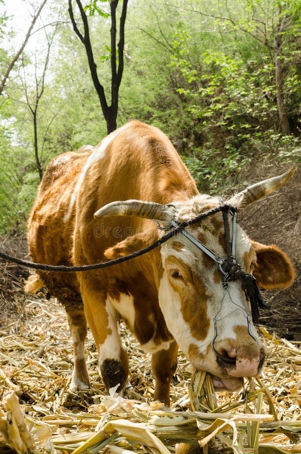 Cattle eat the straw. stock photo. Image of country, european - 25002080