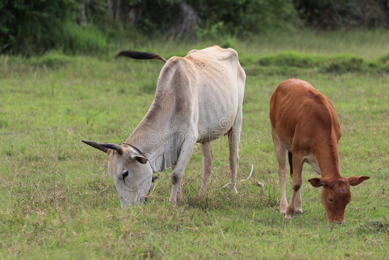 Cattle Eating Grash in Fields Stock Photo - Image of grassland, farm ...
