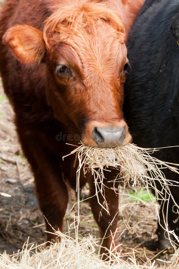 Cattle eating hay stock photo. Image of eating, farming - 26074454