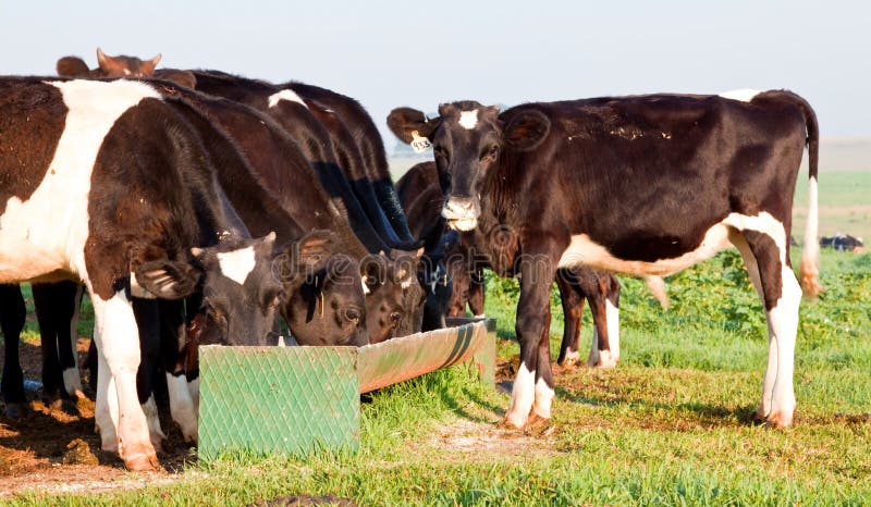 Cattle Eating from a Trough Stock Image - Image of field, green: 19585127