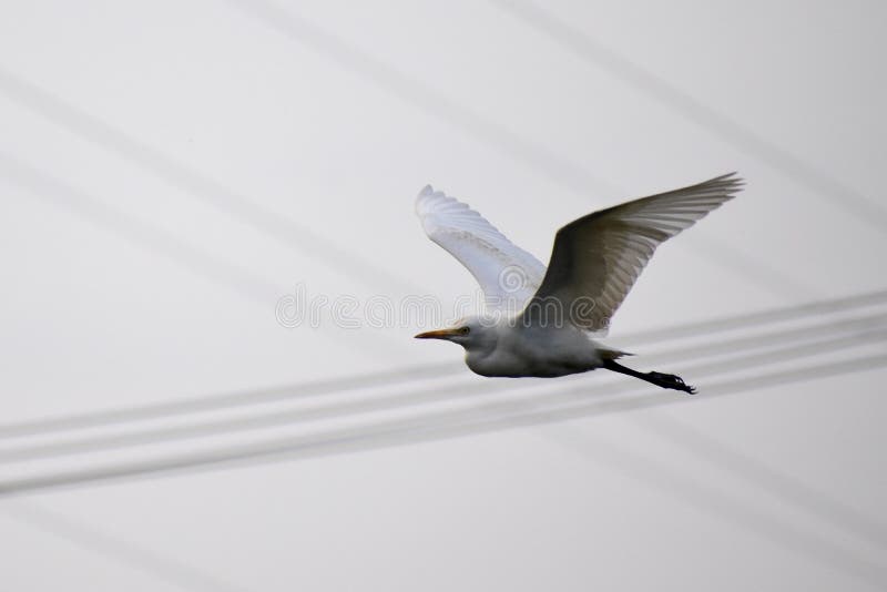 Cattle egert on fly stock photo. Image of egret, wing - 182685758