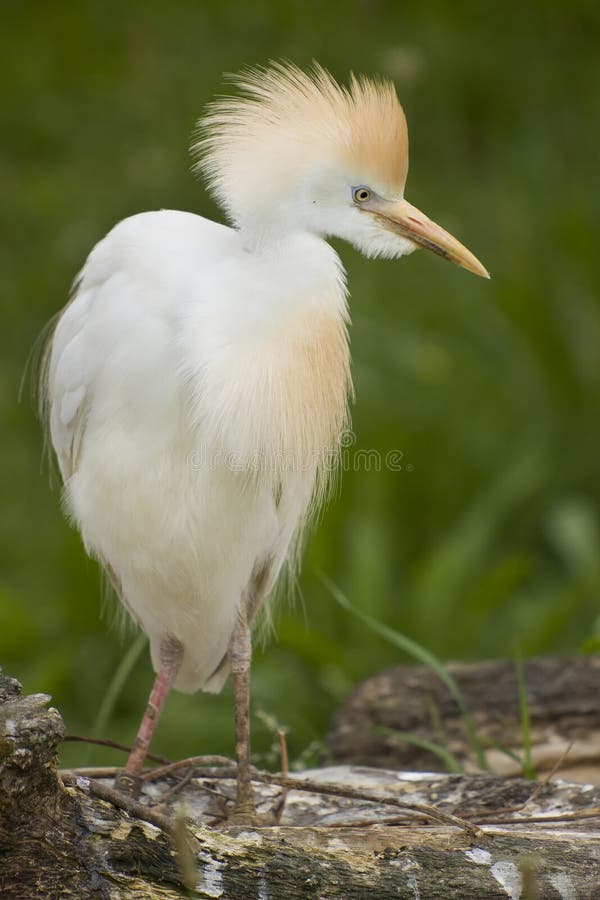 1+ Golden ibis Free Stock Photos - StockFreeImages