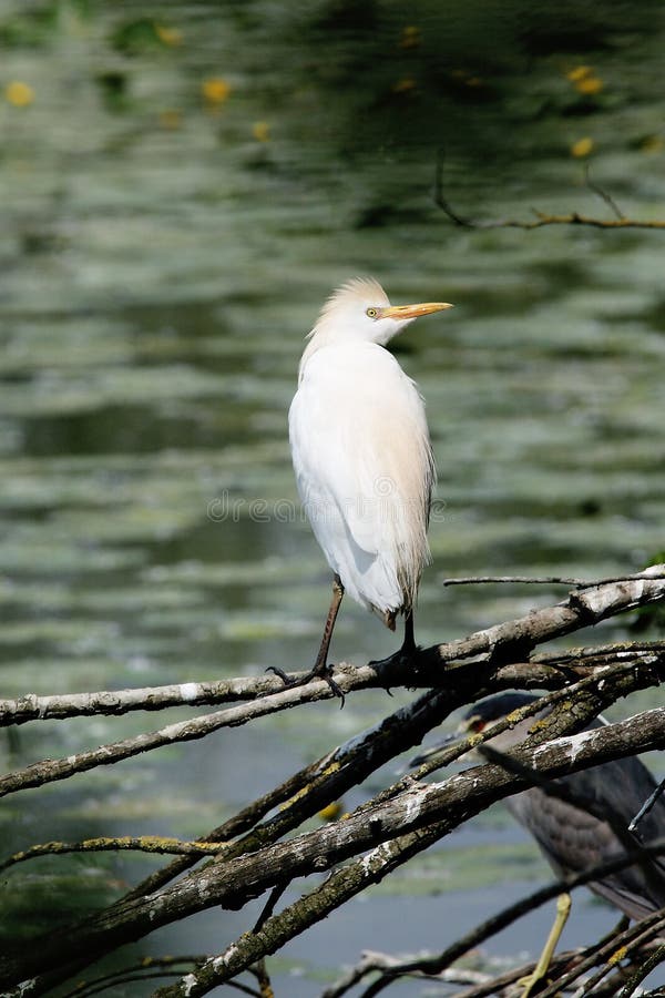 Cattle egret stock photo. Image of motion, africa, great - 45978604