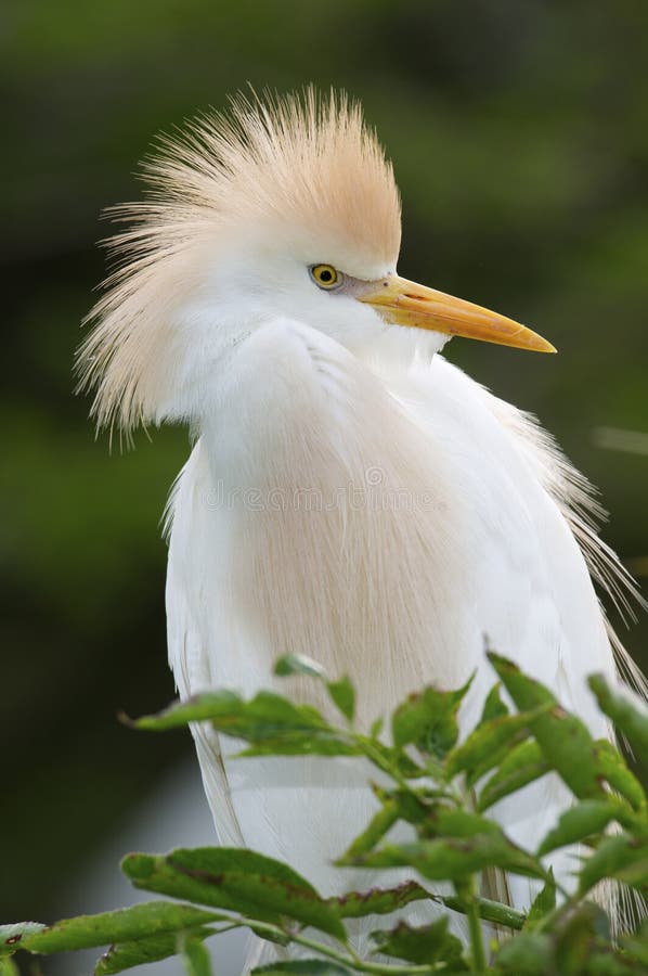 Cattle Egret, Bubulcus Ibis Stock Image - Image of egret, creature ...