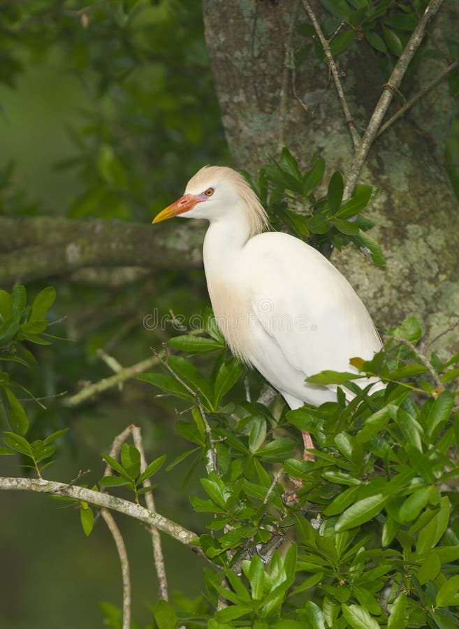 Cattle Egret, Bubulcus Ibis Stock Photo - Image of green, plants: 18433856