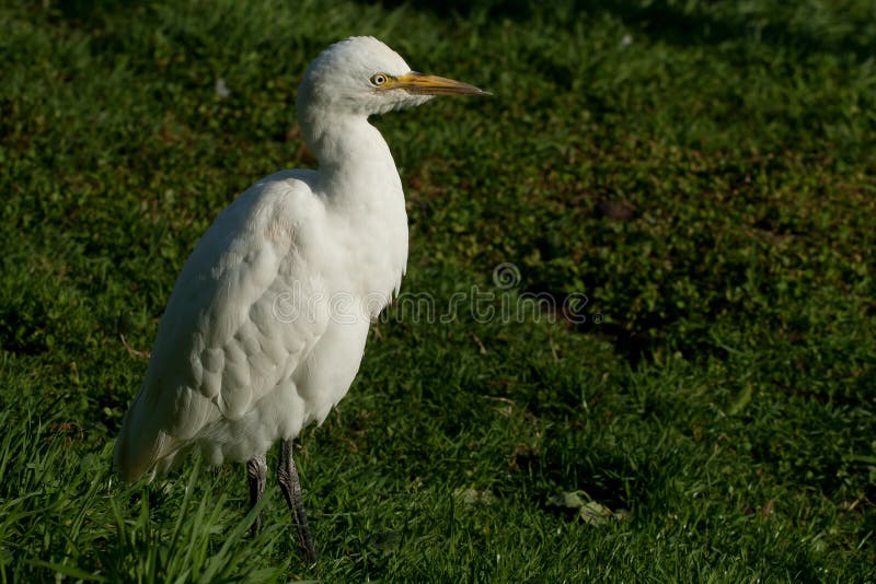Cattle Egret (bubulcus Ibis) Stock Photo - Image of colorful, standing ...