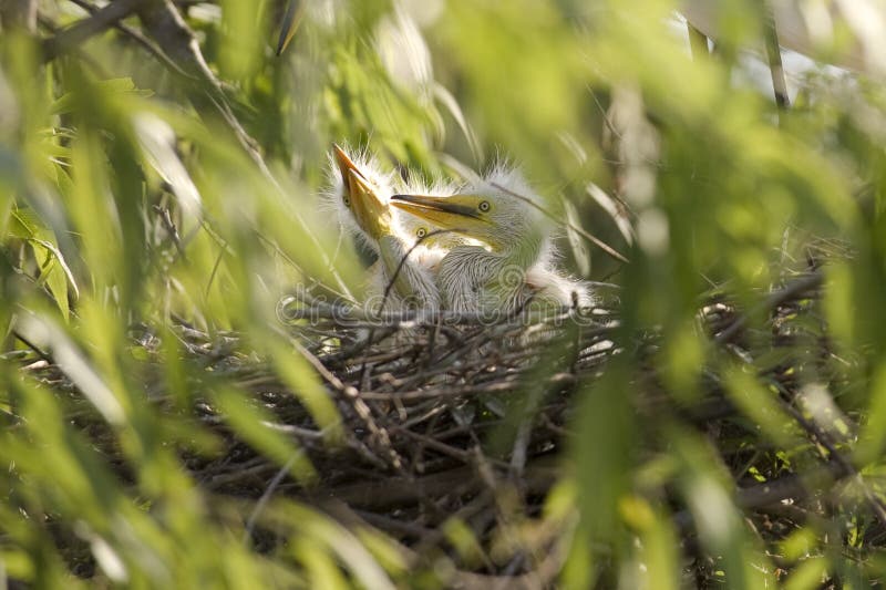 Cattle Egret Chicks in Nest Stock Photo - Image of egret, young: 12166570