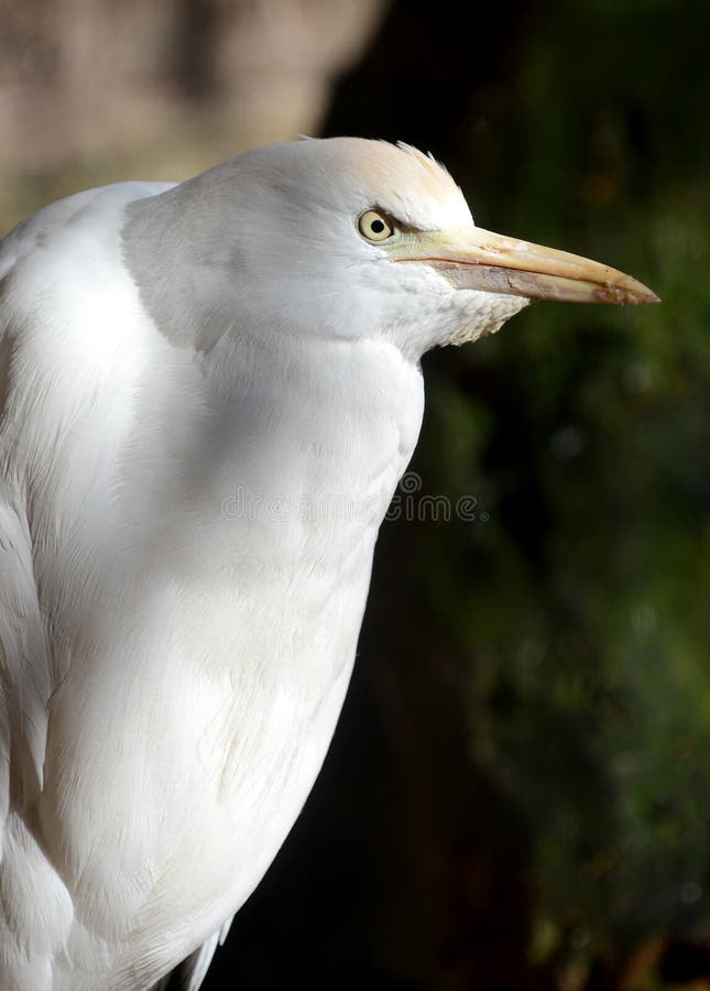 Cattle Egret (Cow Heron) stock image. Image of egret - 23600741