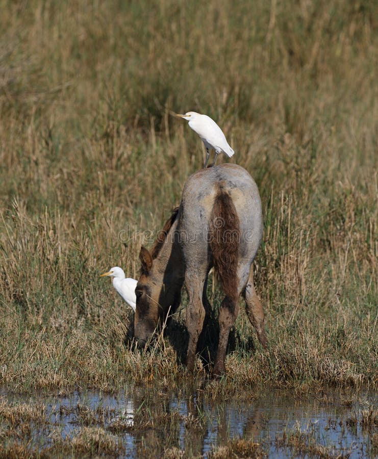 Cattle Egret stock photo. Image of birds, feathers, animal - 60637144