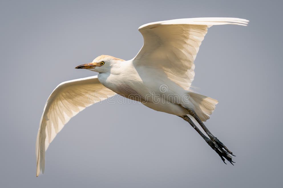 Cattle Egret Flies Under Perfect Blue Sky Stock Image - Image of wading ...
