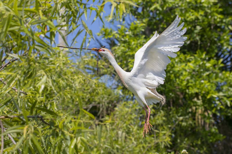 Cattle Egret in Flight with Nesting Material in Its Beak Stock Photo ...