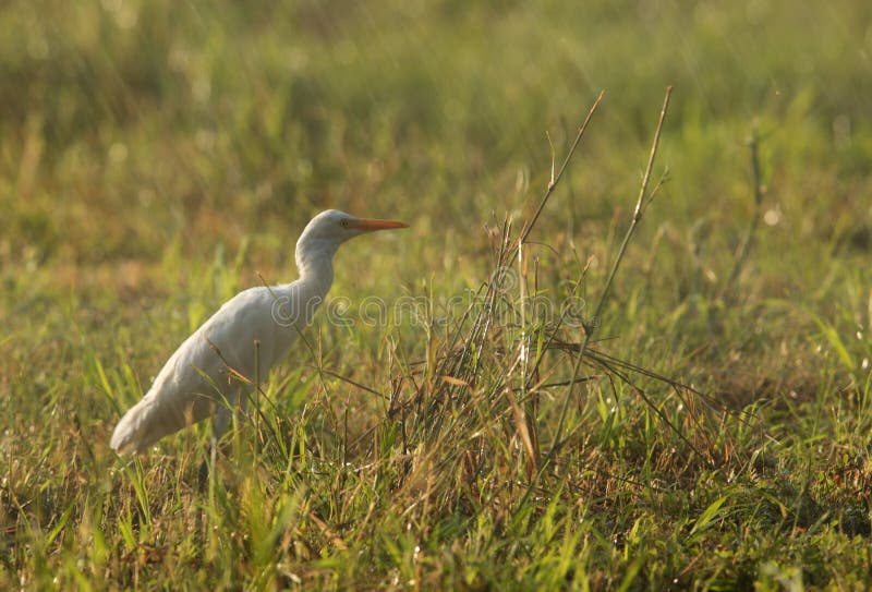Beautiful Grass Decorated Path in a Garden Stock Photo - Image of ...