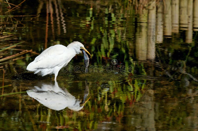 Cattle Egret (heron) stock image. Image of eating, hunt - 2367975
