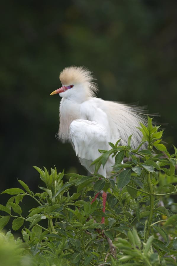 Cattle Egret on nest stock image. Image of united, birds - 13082061
