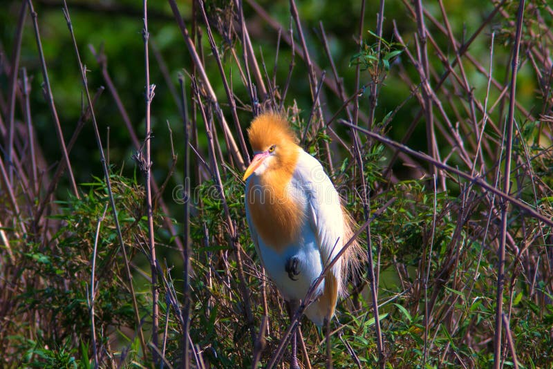 Cattle Egret Perch on Branches Stock Photo - Image of beak, tall: 38943400
