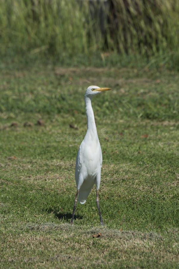Cattle Egret Standing Tall in Hawaii Stock Image - Image of autumn ...