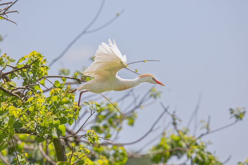 Cattle Egret Taking Flight stock image. Image of cattle - 134174299