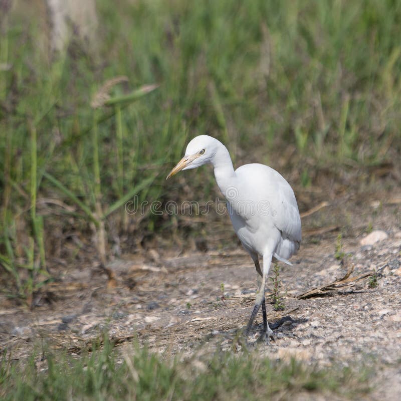 A Cattle Egret in Winter Plumage Looking for Food in the Grass Stock ...