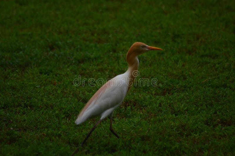 Cattle Erget on Grass Field Stock Image - Image of wildlife, prairie ...