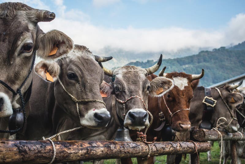 Cattle Exhibition Cows Italian Brown Breed and Red Spotted Stock Image ...