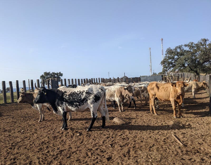 Cattle in Extensive Management System Stock Photo - Image of domestic ...