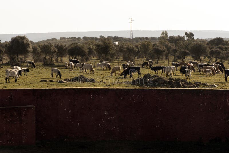 Cattle in Extensive Management System Stock Image - Image of land ...