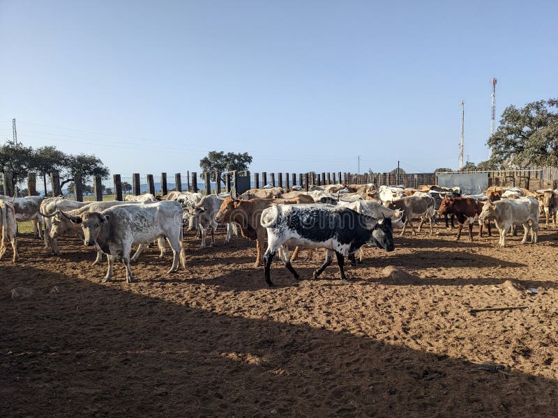 Cattle in Extensive Management System Stock Image - Image of land ...