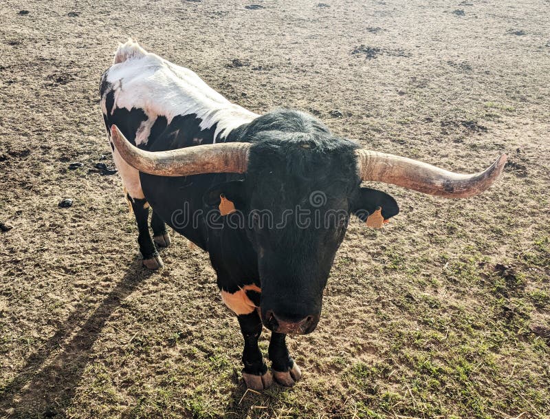 Cattle in Extensive Management System Stock Image - Image of land ...