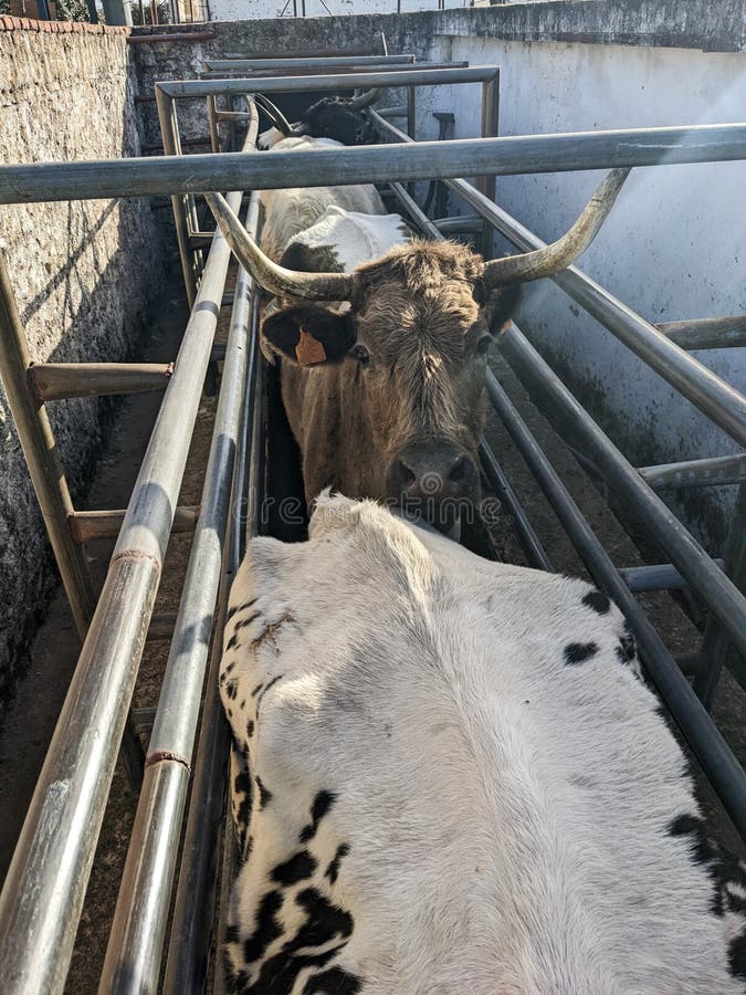 Cattle in Extensive Management System Editorial Photography - Image of ...