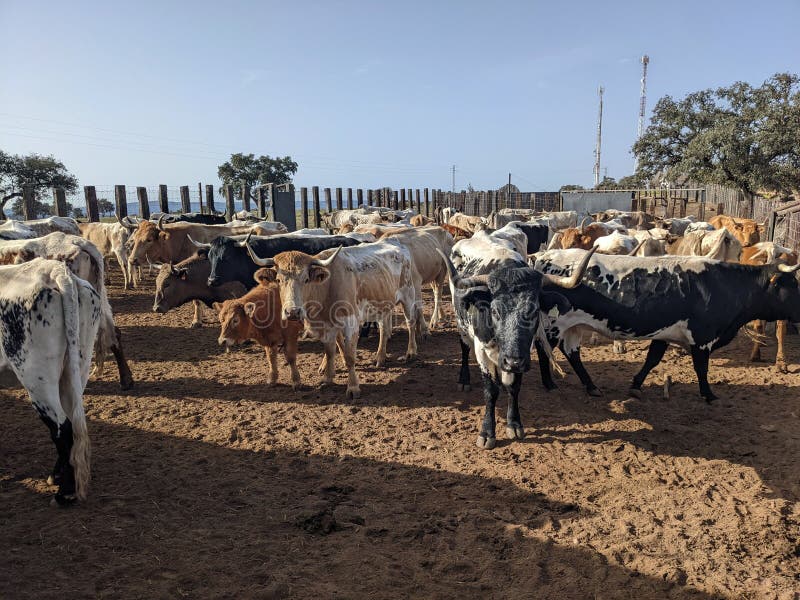 Cattle in Extensive Management System Stock Photo - Image of horns ...