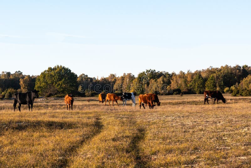 Cattle in a Fall Colored Grassland Stock Photo - Image of mammal ...