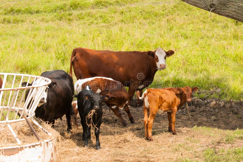 Cattle on a Family Farm stock photo. Image of family - 59103054