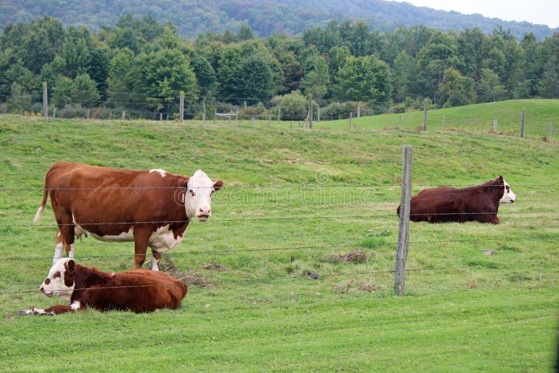 Family Of Cattle On A Green Pasture. Stock Photo - Image of field, blue ...