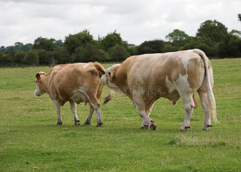 Mating cow and bull stock image. Image of herferd, farmland - 10358153