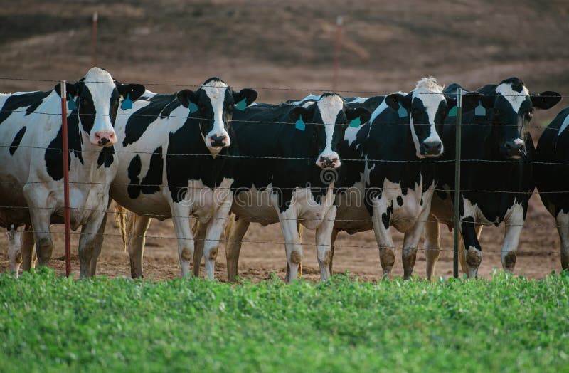 Cattle Farm. Dairy Cows Cowshed in a Farm. Stock Image - Image of field ...