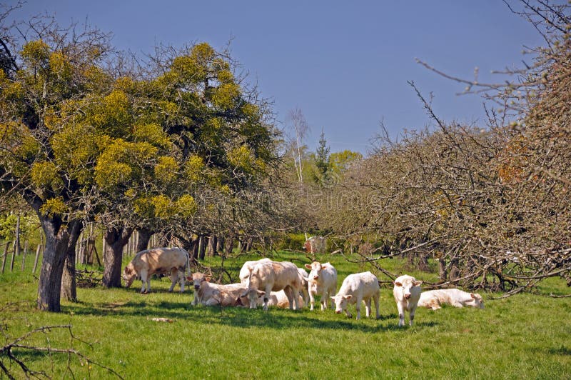 Cattle on farm in france stock image. Image of farmhouse - 22237745